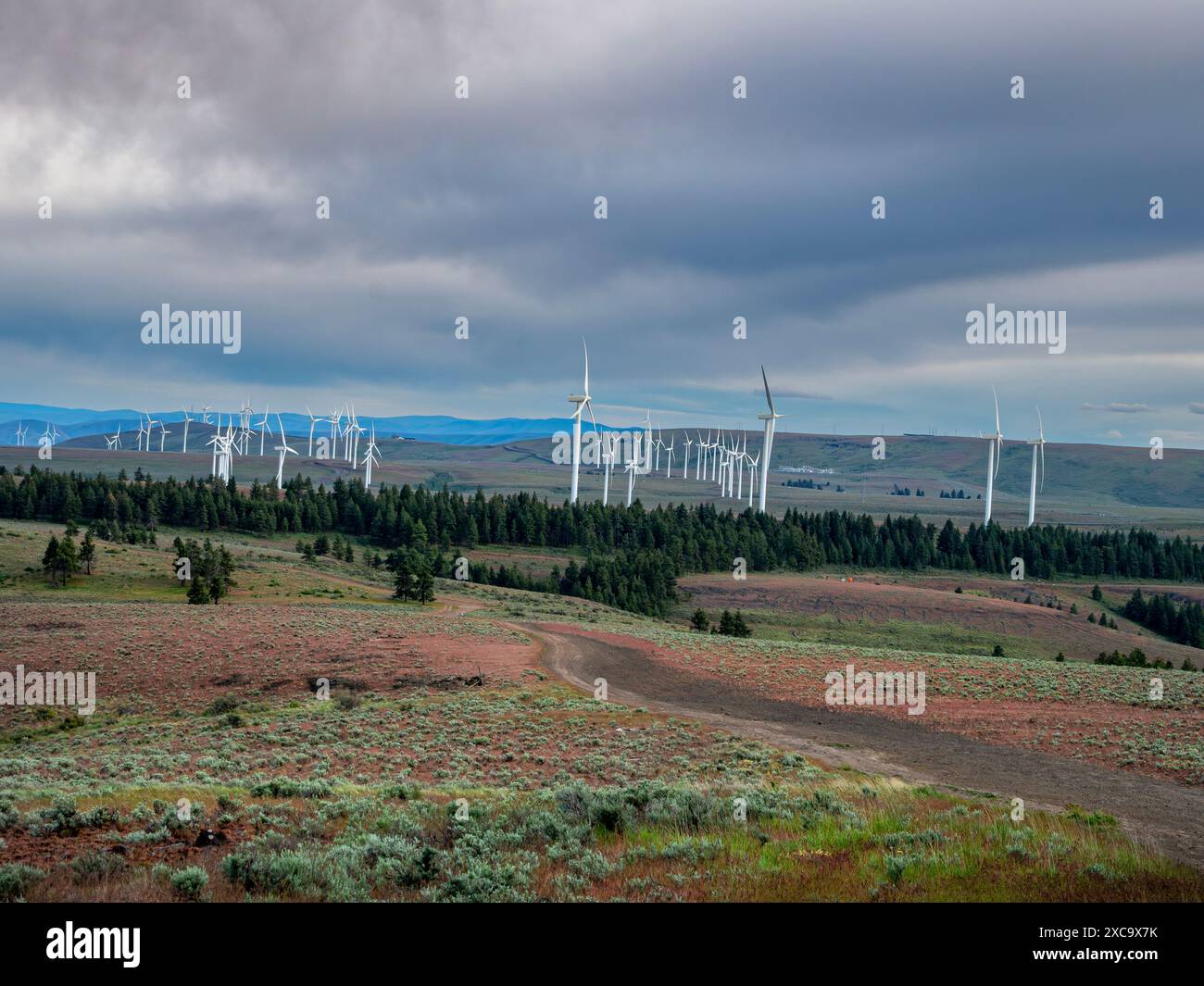 WA25391-00...WASHINGTON - Wind farm viewed from the Colokum hills and ...