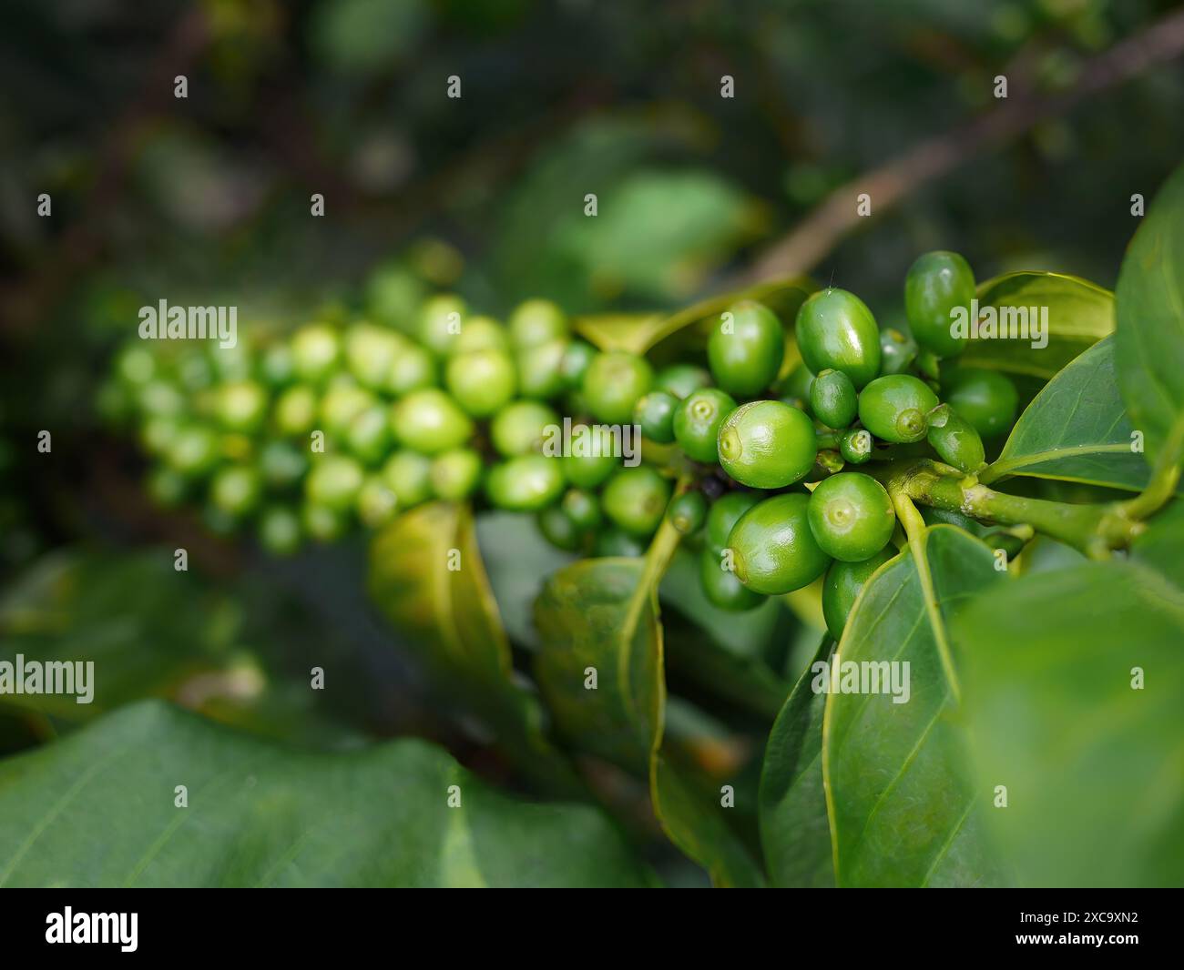Green coffee beans, coffee bush, unripe coffee beans on coffee tree ...