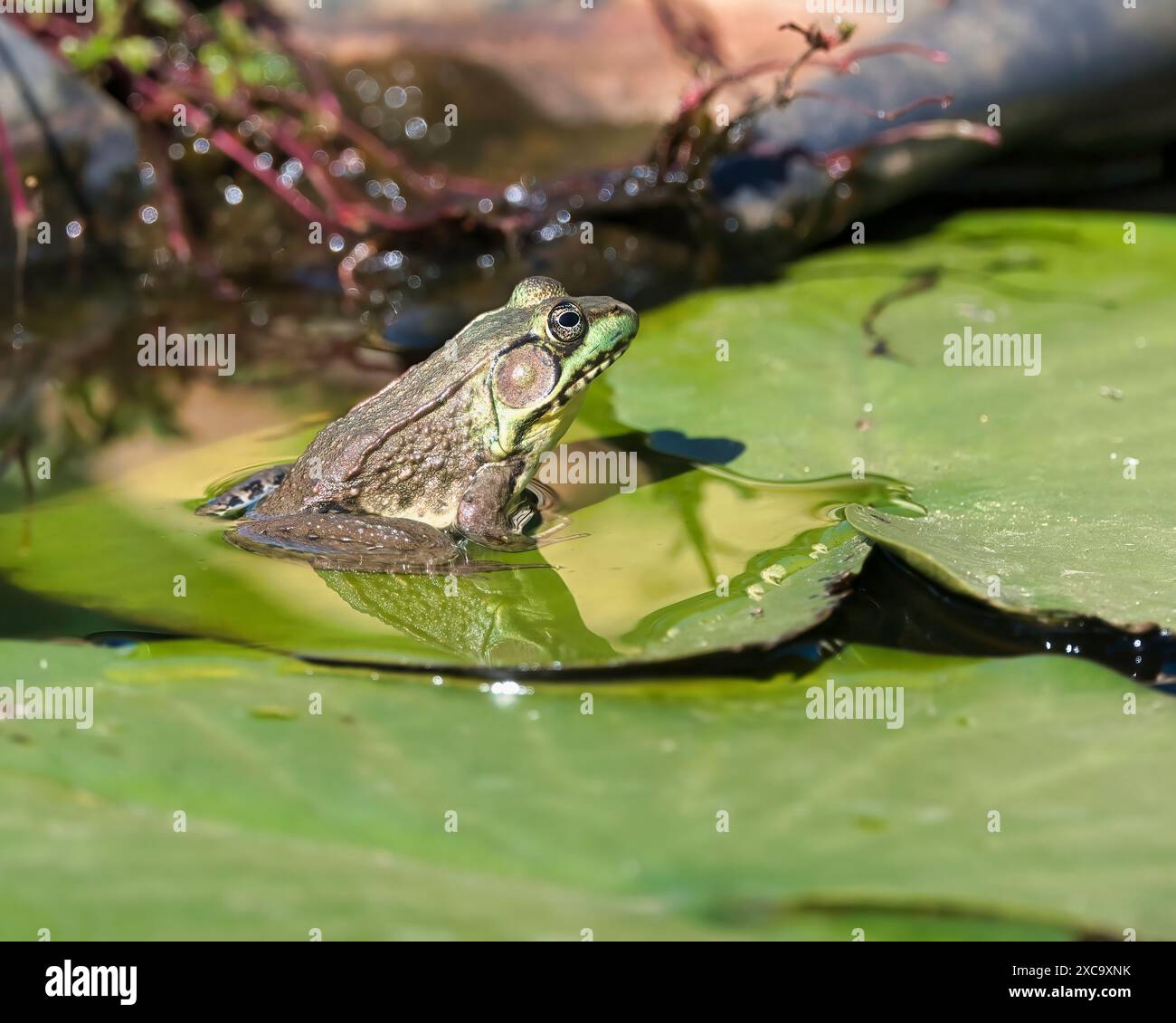Close up detail bullfrog hi-res stock photography and images - Alamy