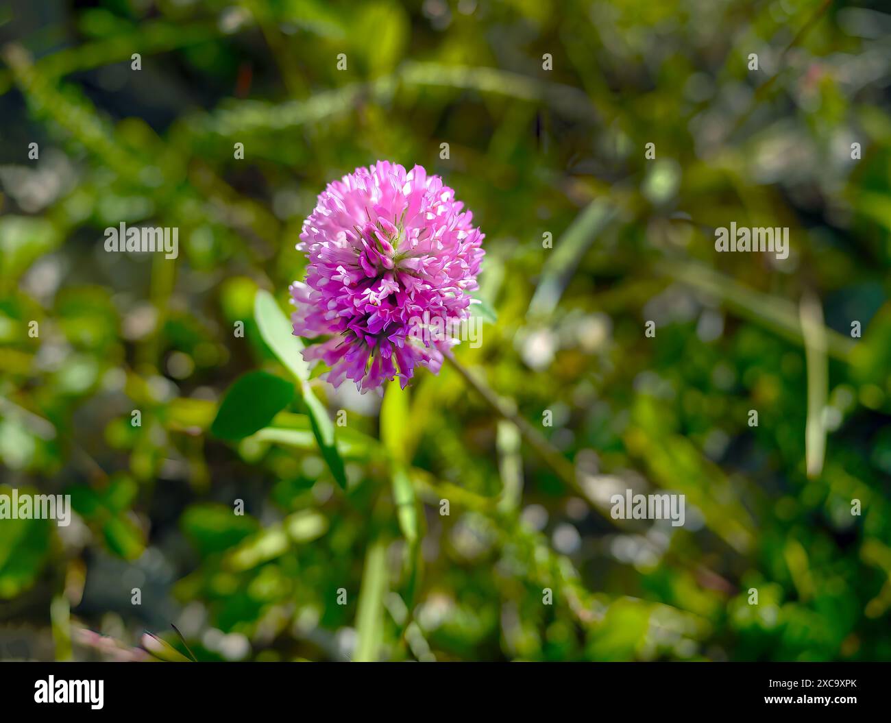 Perennial wild grass, Trifolium pratense, Purple Clover, Zigzag Clover ...