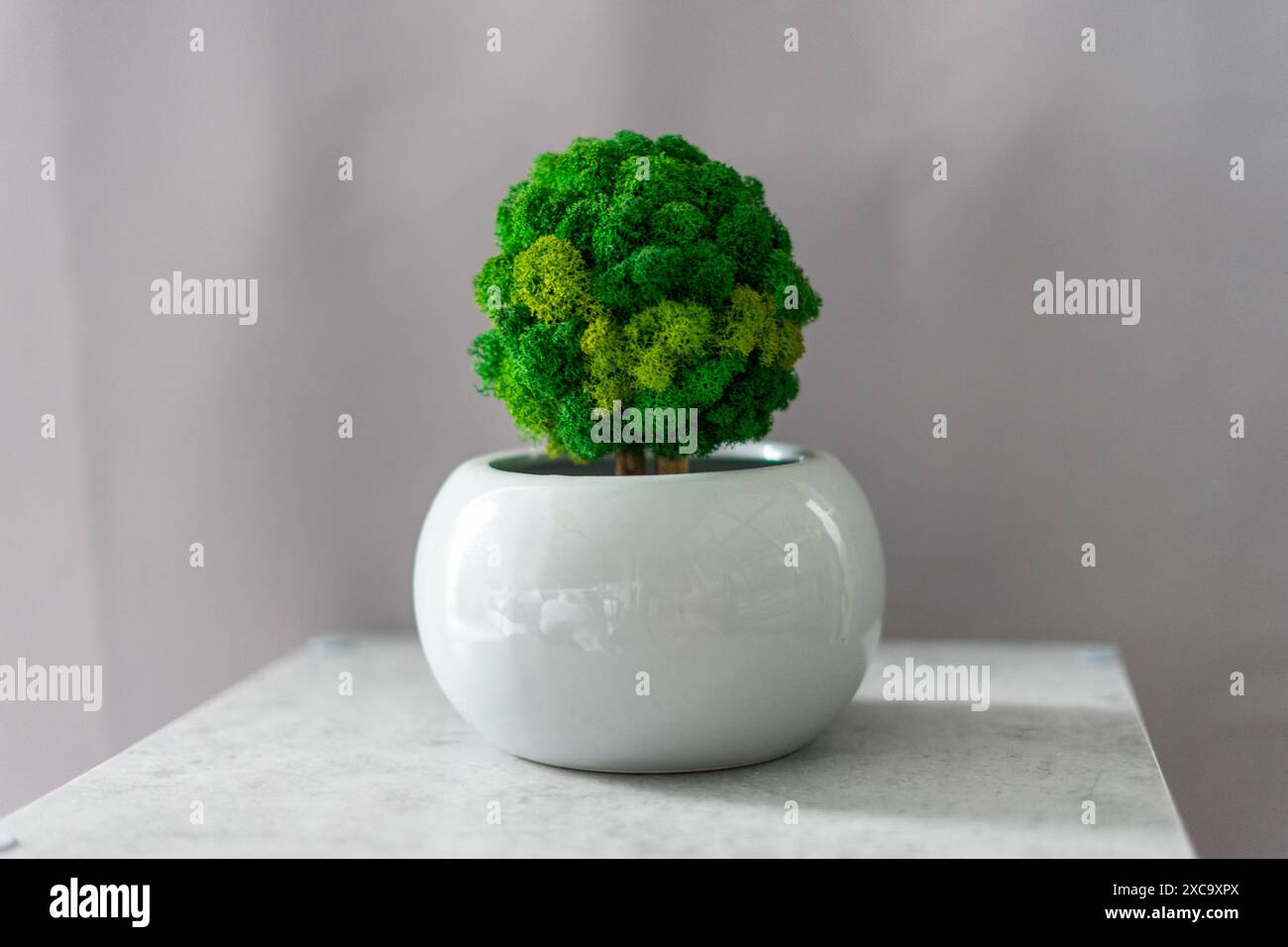 Decorative tree made of stabilized moss in a pot Stock Photo - Alamy