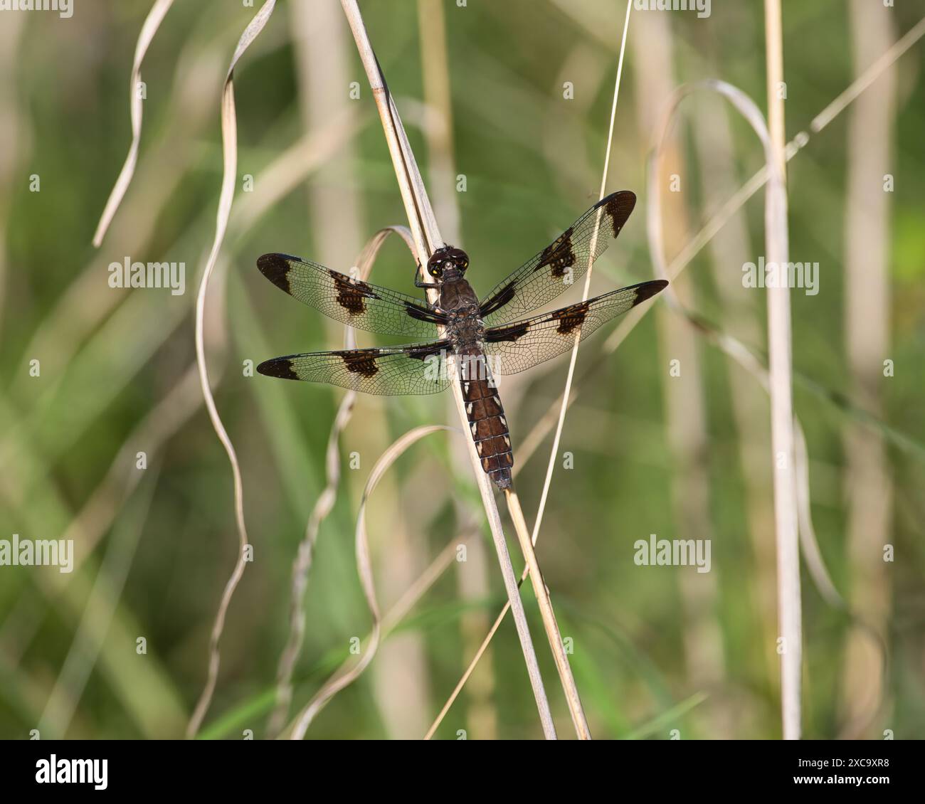 Female common whitetail skimmer hi-res stock photography and images - Alamy