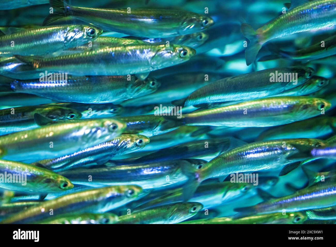 Anchovy school hi-res stock photography and images - Alamy