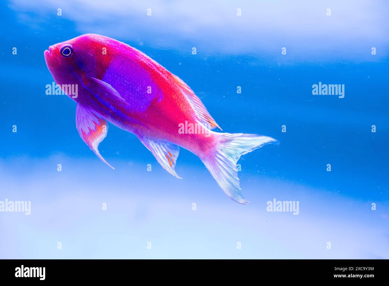 Squarespot Anthias (Pseudanthias pleurotaenia), male, profile ...