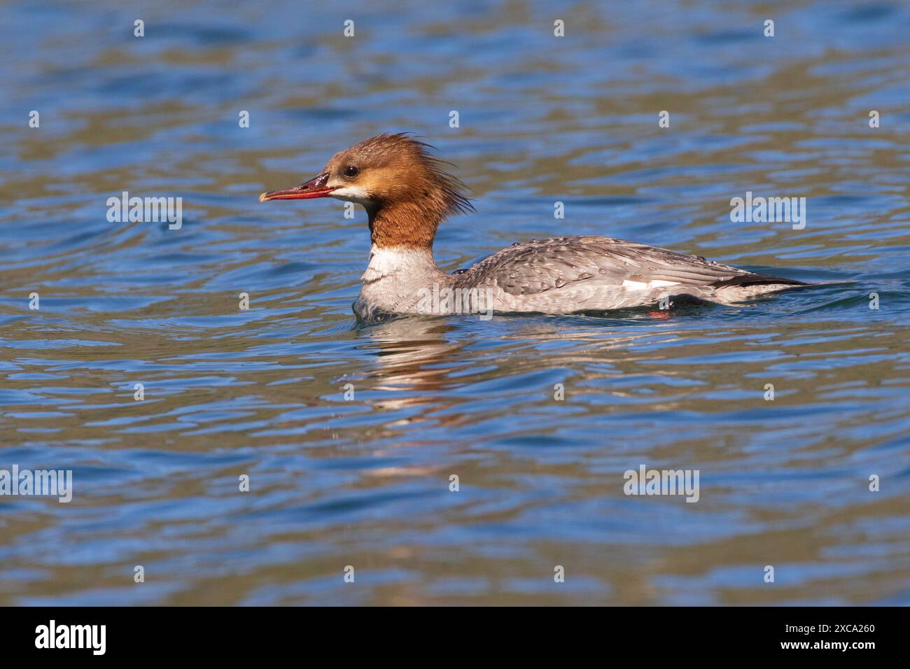 Female common merganser (mergus merganser) photographed swimming in ...