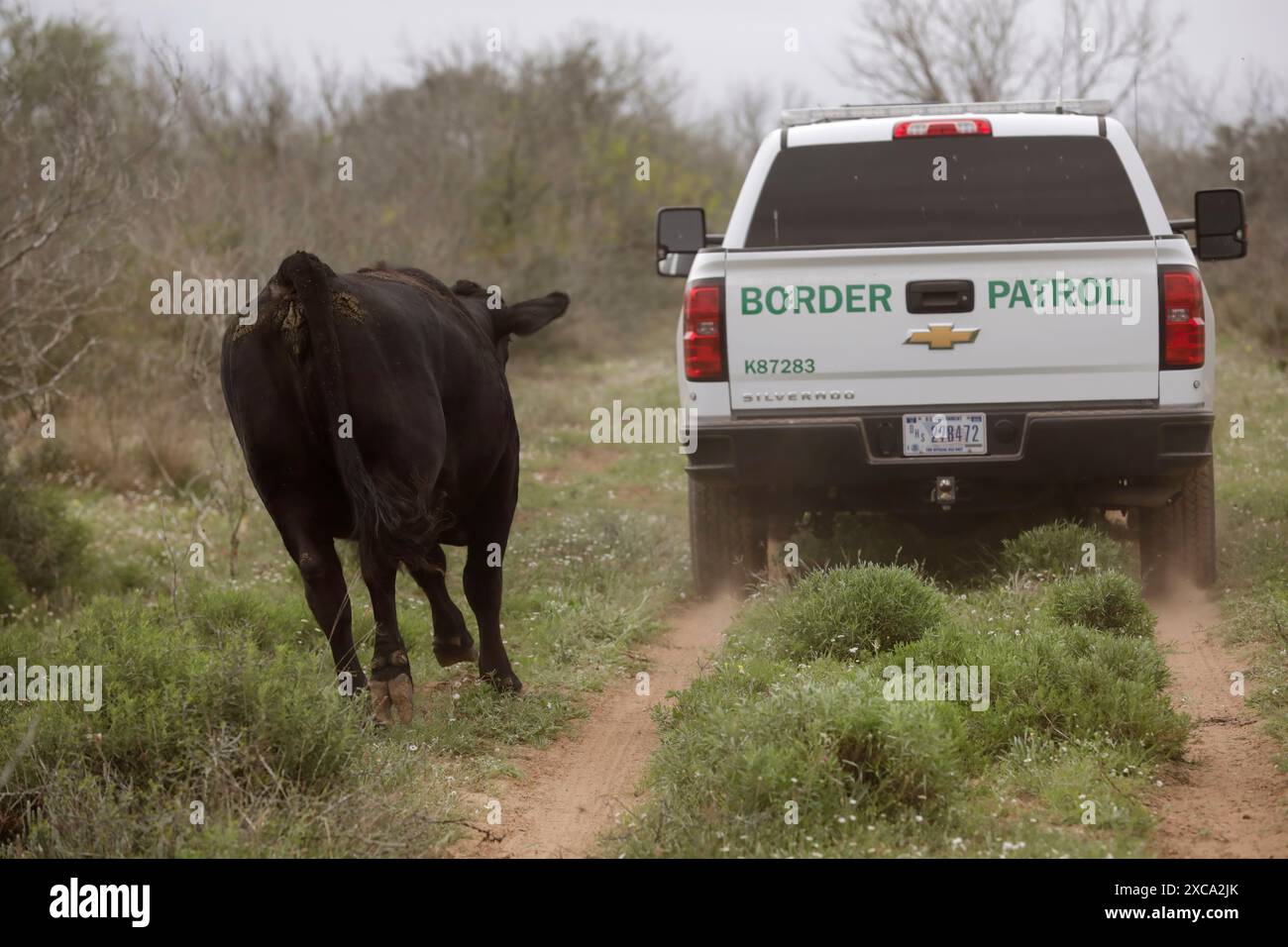 A cow offers hot-pursuit of a U.S. Border Patrol truck while patrolling ...
