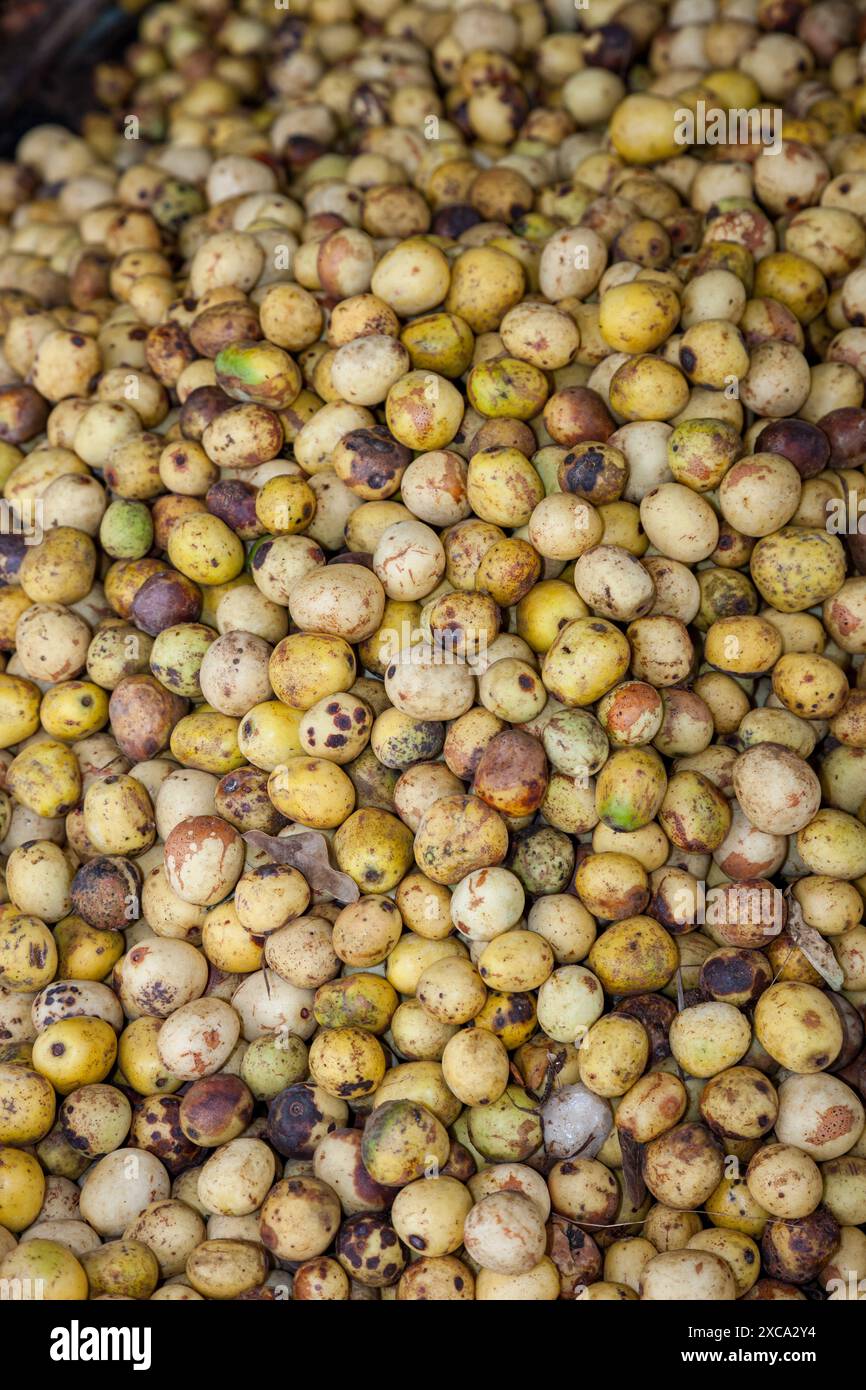 Mozambique, Maputo, Boane, Beginning of "Canhu" season ceremony Stock ...