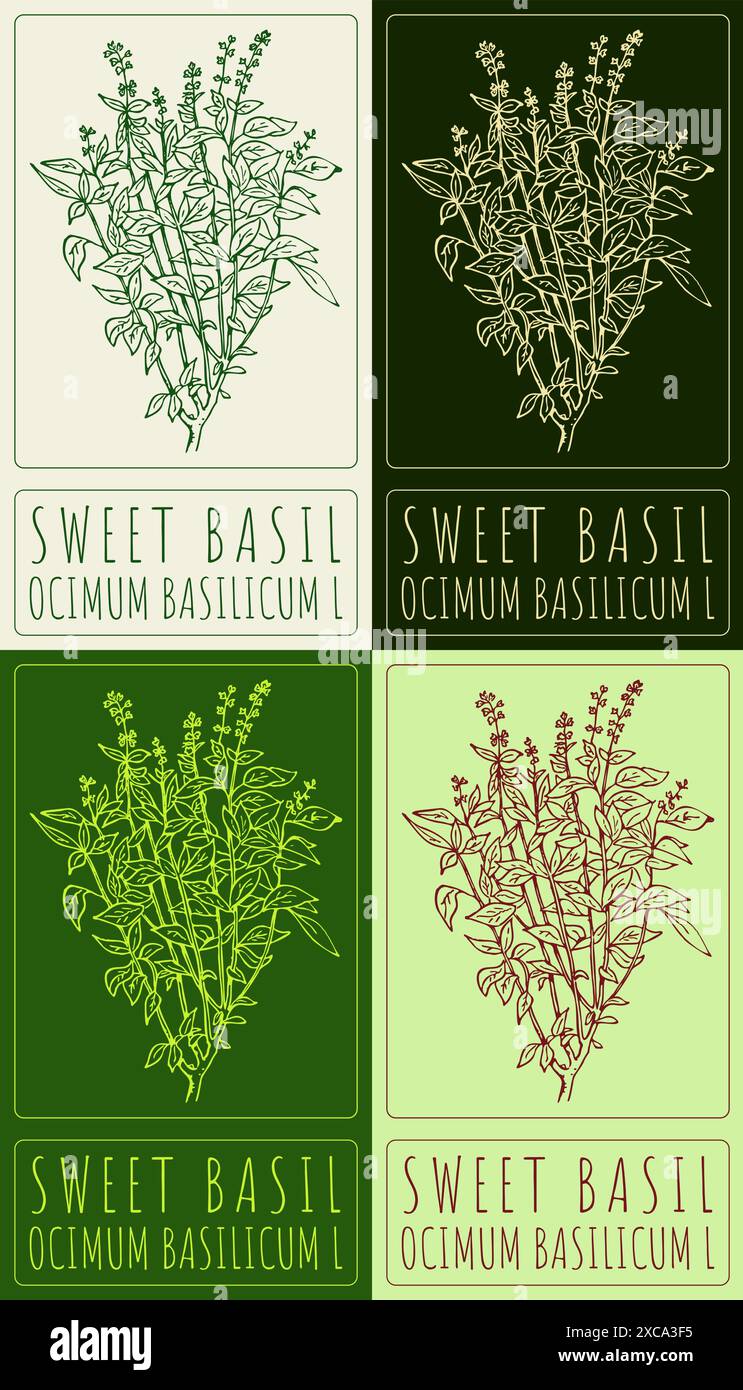 Set of vector drawing GREAT BASIL in various colors. Hand drawn ...