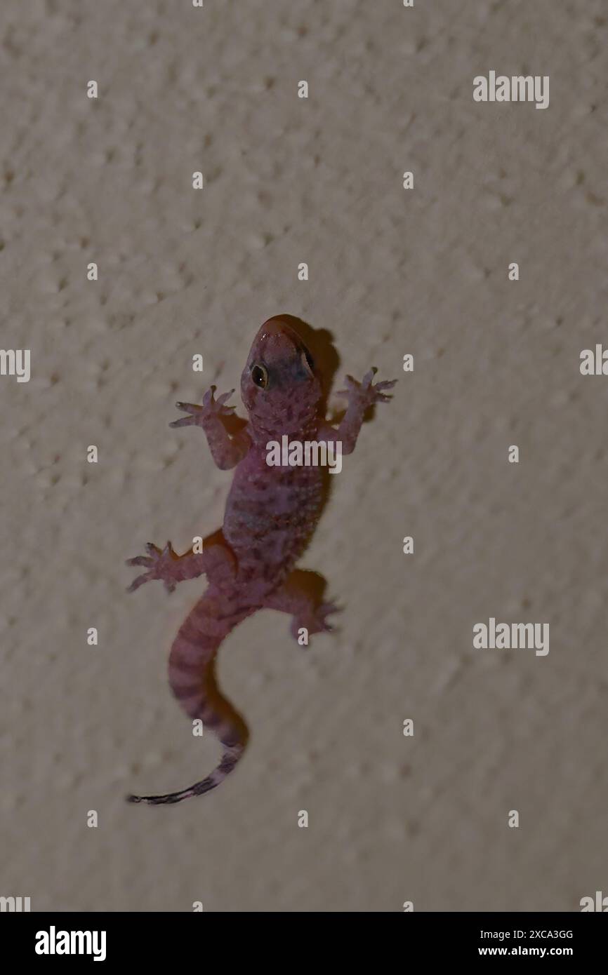 close up of leaf-toed gecko Stock Photo - Alamy