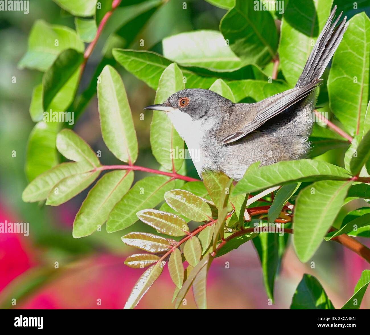 Curruca melanocephala valverdei Stock Photo - Alamy