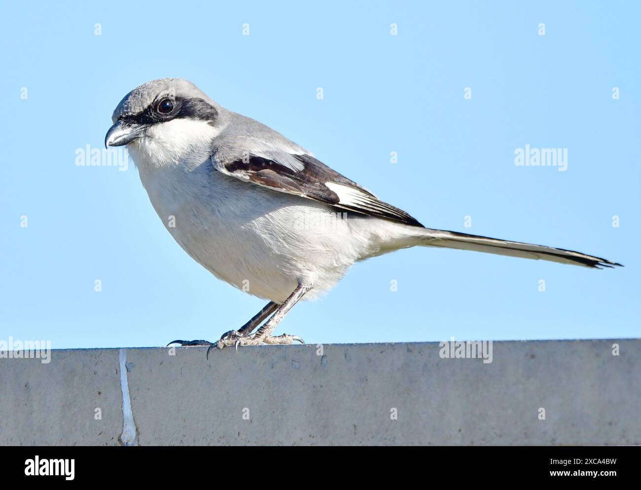 great grey shrike Stock Photo - Alamy