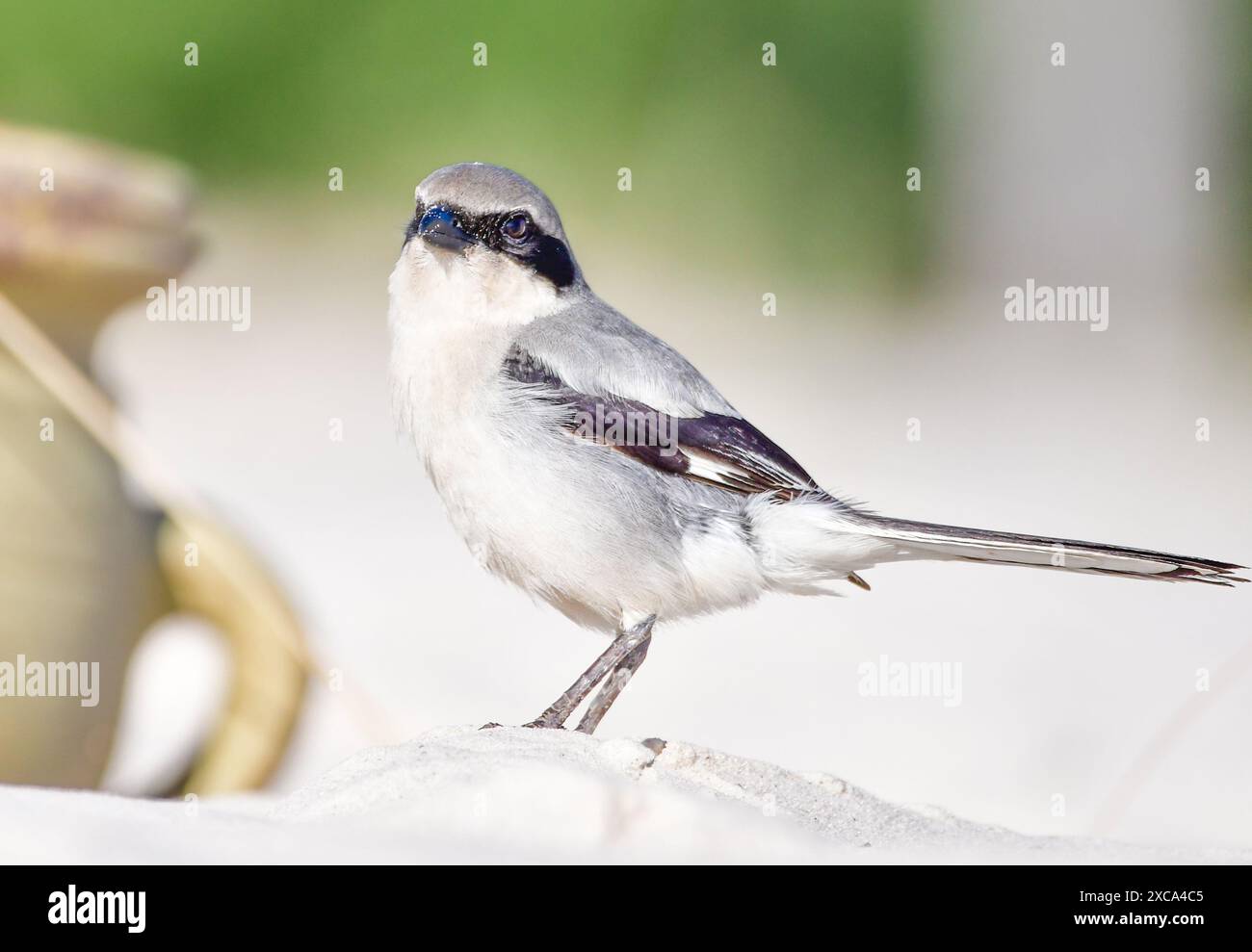 great grey shrike Stock Photo - Alamy