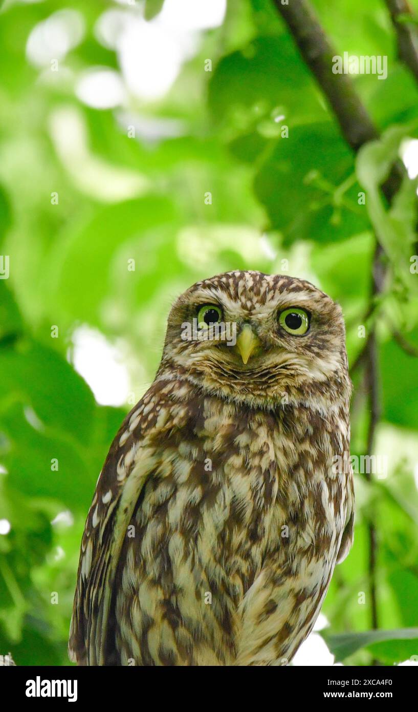 Little owl in hyde park hi-res stock photography and images - Alamy