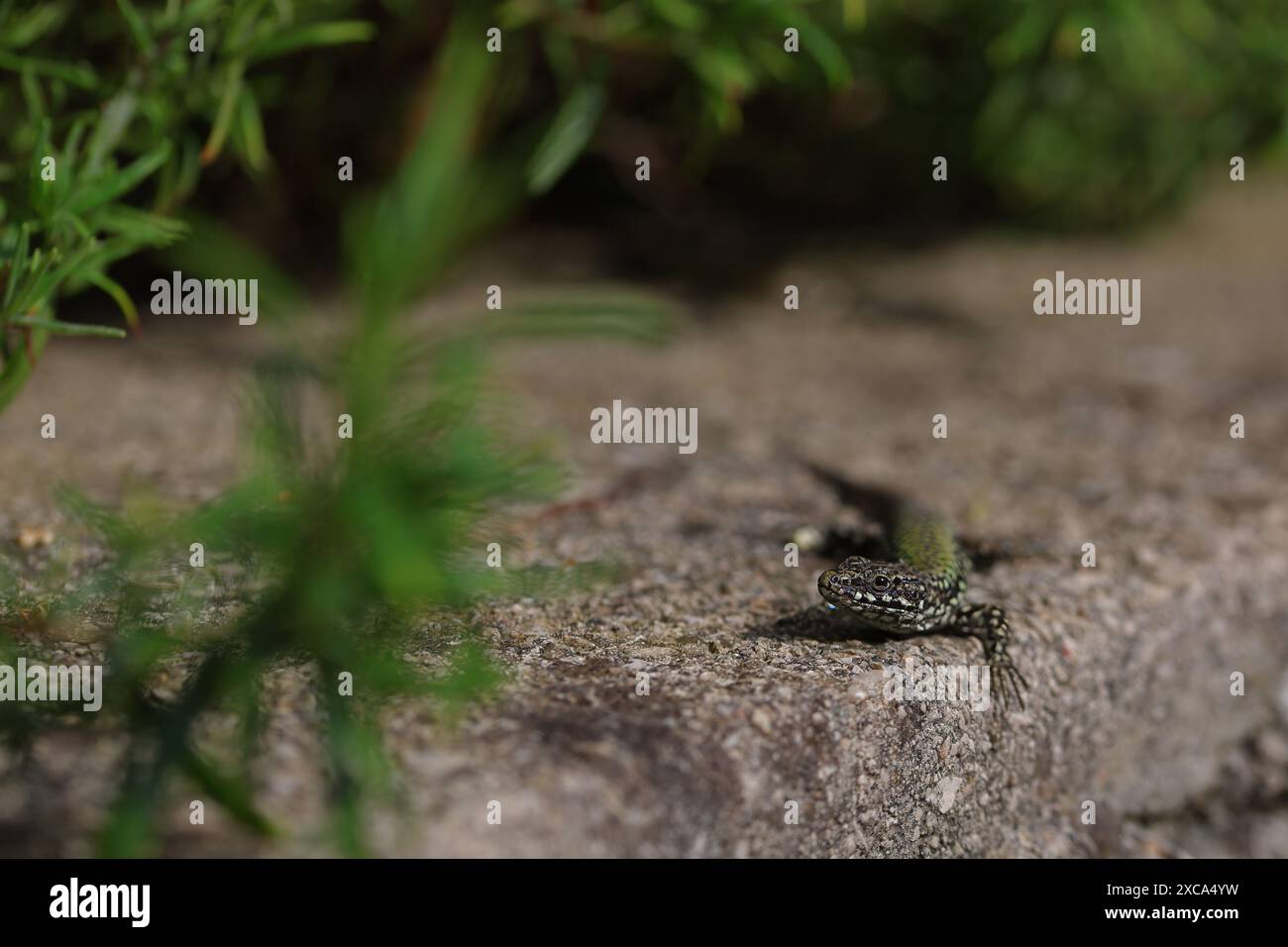 Mediterranean brown lizard hi-res stock photography and images - Alamy