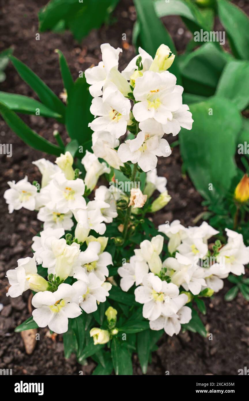 snapdragon flower, Beautiful Antirrhinum majus dragon flower is ...