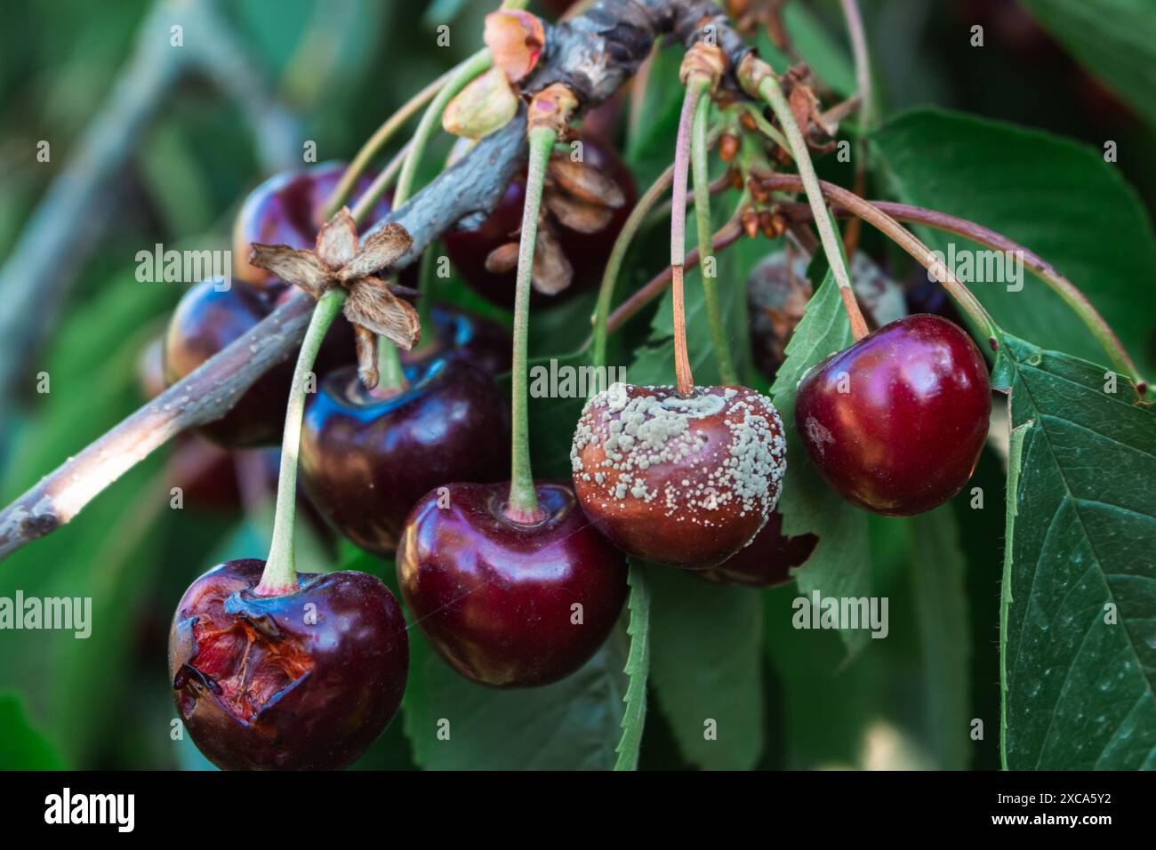 Fresh and rotten cherry fruits. Summer harvest concept. Cherry garden ...