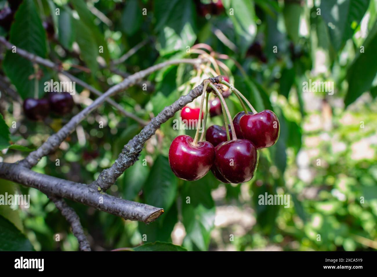 Fresh and rotten cherry fruits. Summer harvest concept. Cherry garden ...