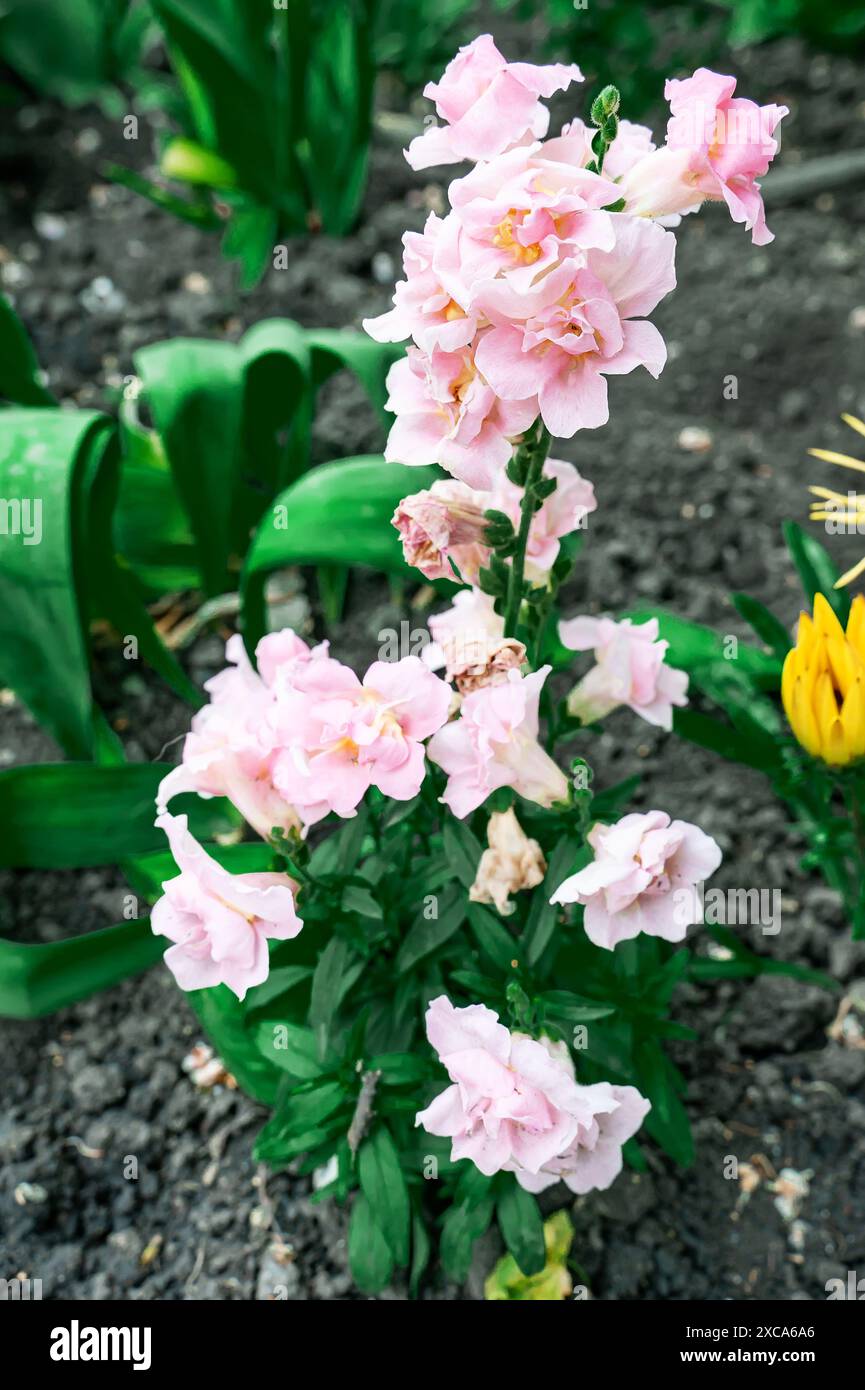 snapdragon flower, Beautiful Antirrhinum majus dragon flower is ...