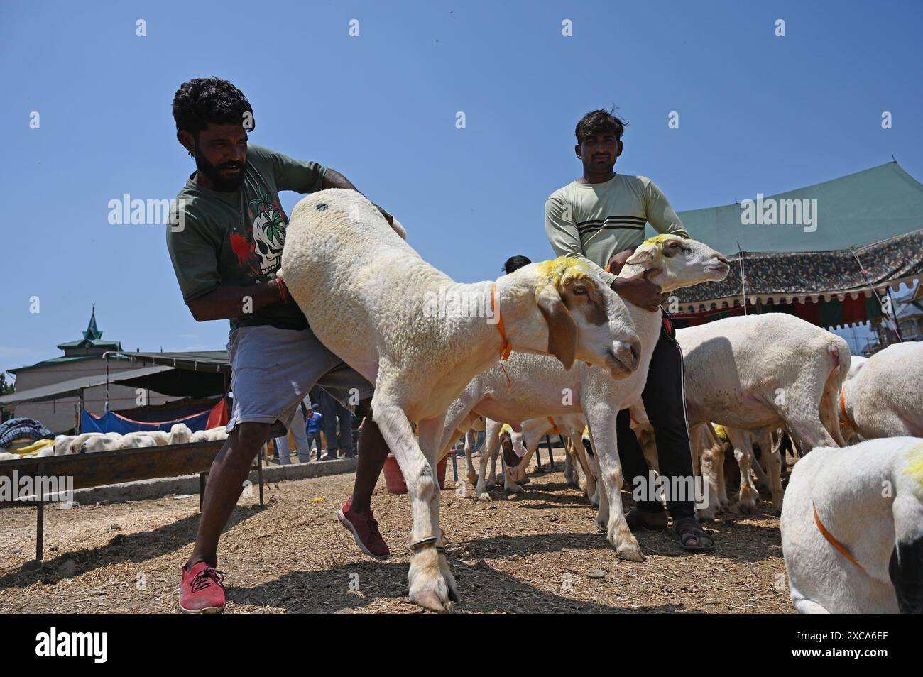 SRINAGAR, INDIA - JUNE 15: Sheep at a makeshift market ahead of Eid al ...