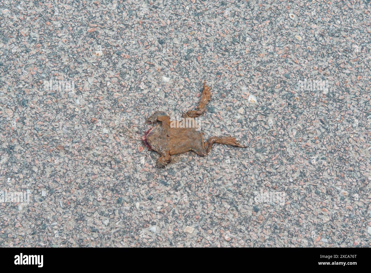 Dead frog on a road Stock Photo - Alamy