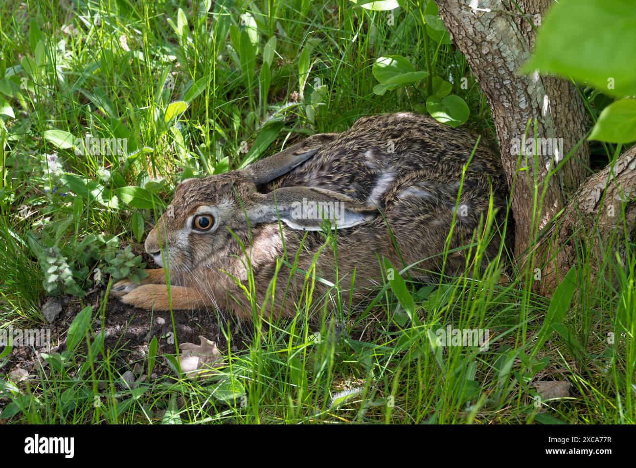 European hare hiding in the grass Stock Photo - Alamy