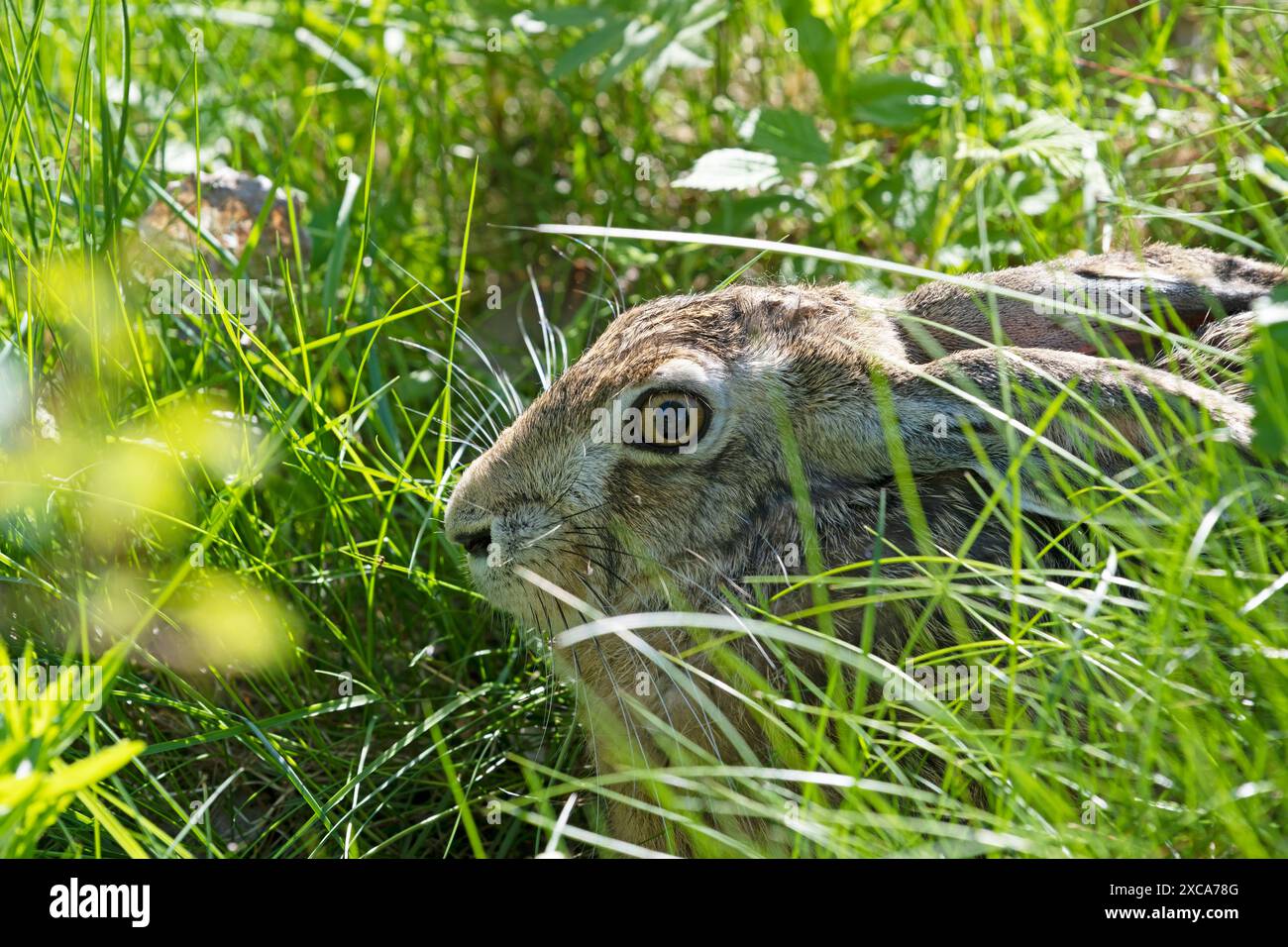 European hare hiding in the grass Stock Photo - Alamy
