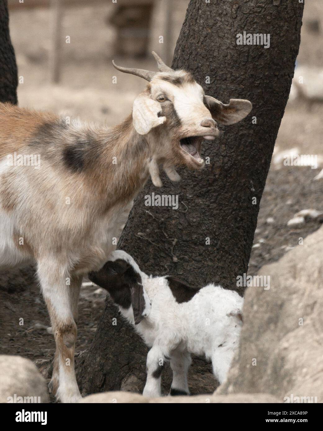 a goat screaming with its baby next to it Stock Photo - Alamy