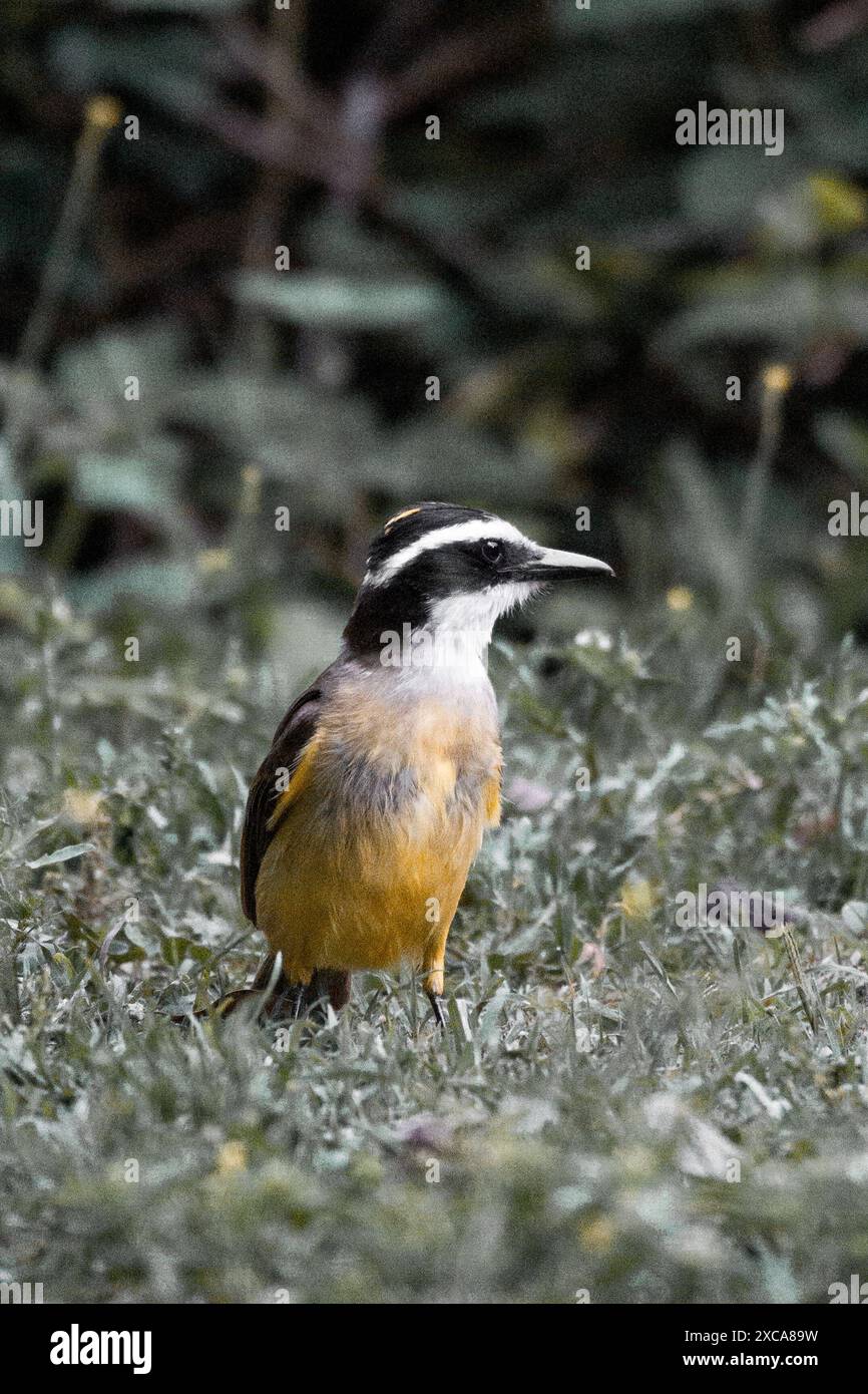 bird with yellow belly and black and white head Stock Photo - Alamy