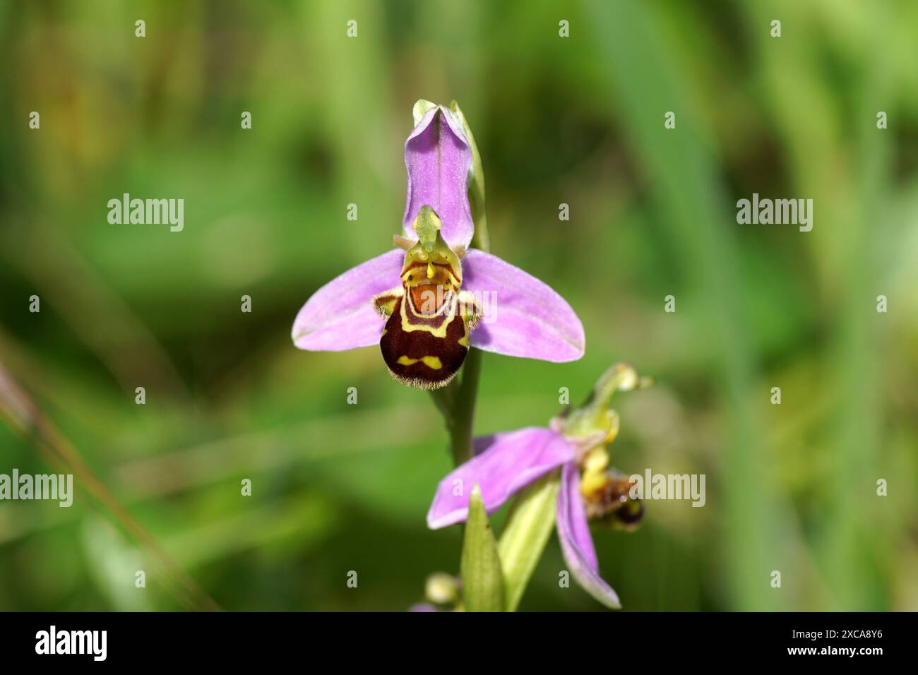 Close up flower of a bee orchid Ophrys apifera. Family Orchidaceae ...