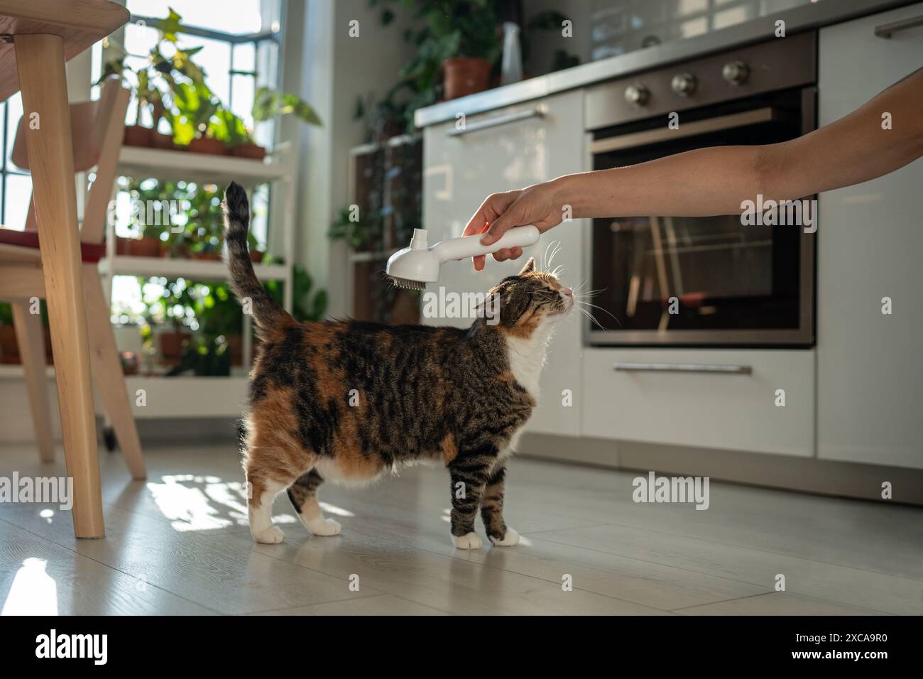 Pet owner using electric spray massage comb for cat, steam brush to ...