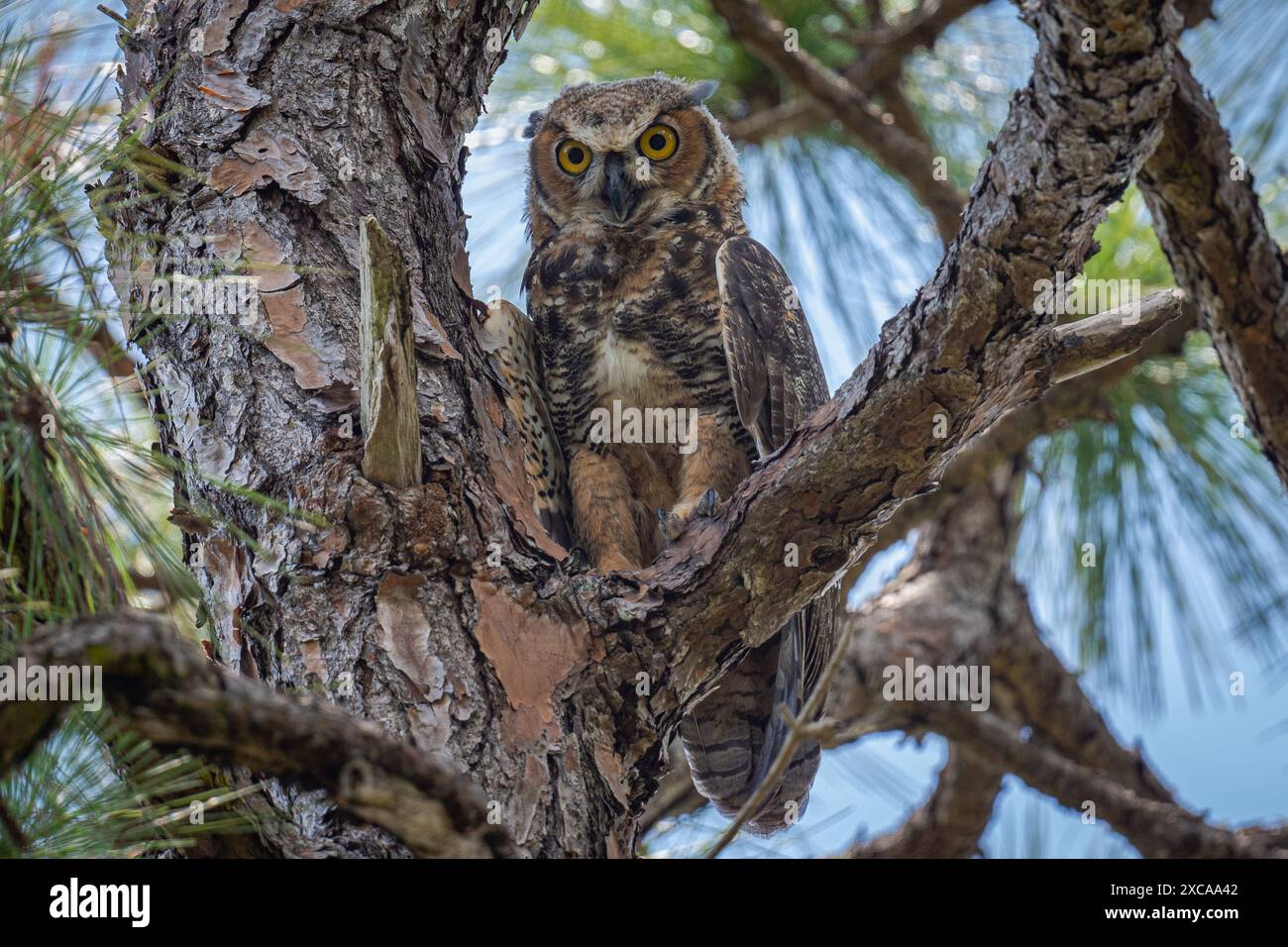 Intelligent raptor hi-res stock photography and images - Alamy