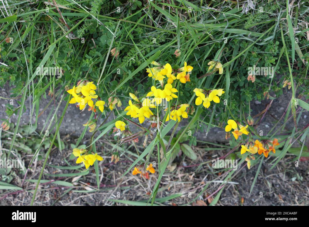 Kerbside Birds Foot Trefoil Flowers Plant Lotus corniculatus Stock ...