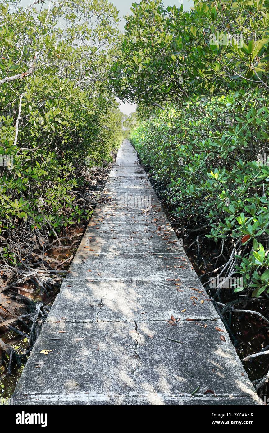 400 Concrete path across the mangrove recreating the way followed by ...