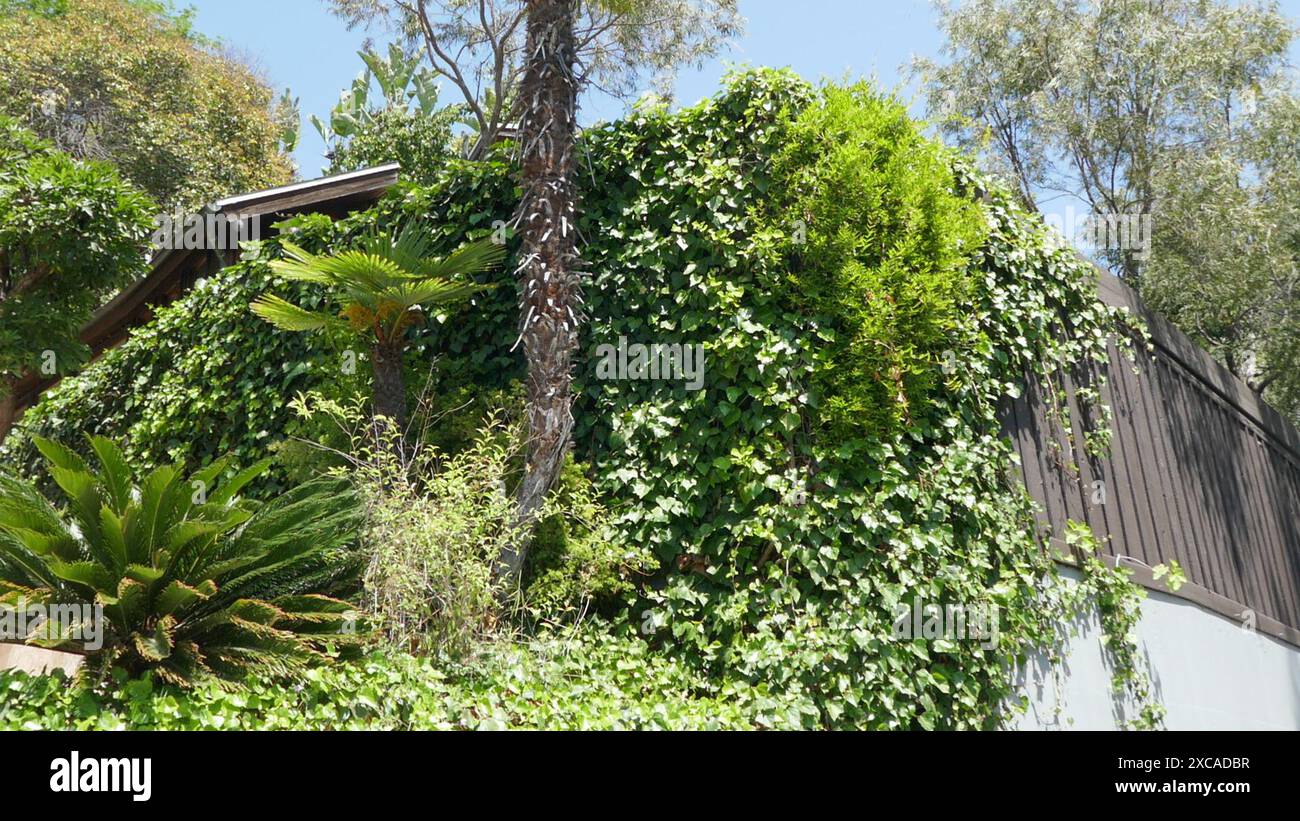 Los Angeles, California, USA 14th June 2024 Singer Orville Peck (Daniel ...