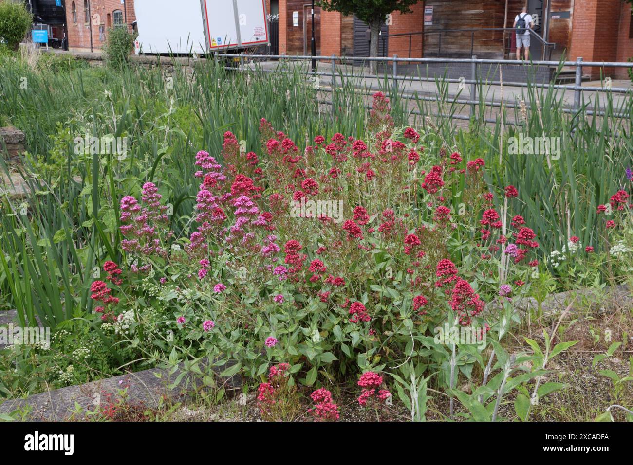 Sheffield England, urban inner city, roadside wildflowers biodiversity ...