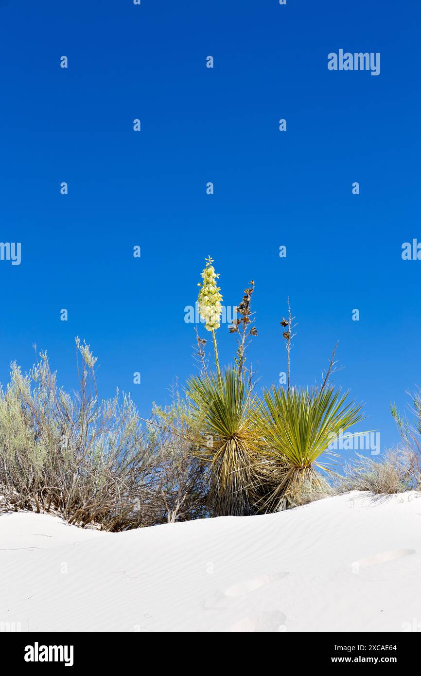 Flowering yucca elata plant along Dune Life Nature Trail, White Sands ...