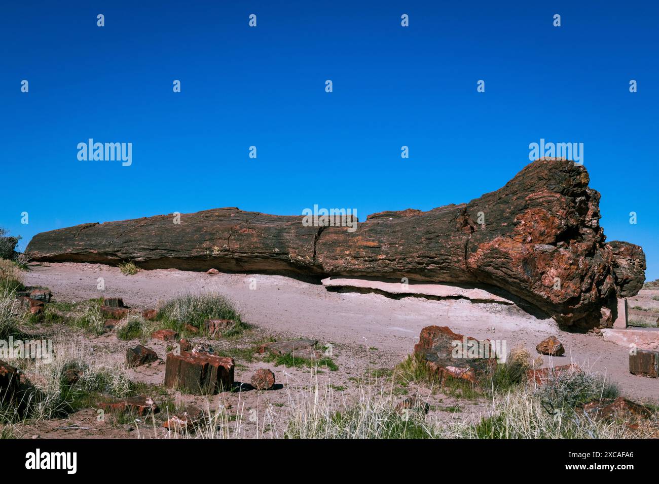 Petrified giant hi-res stock photography and images - Alamy