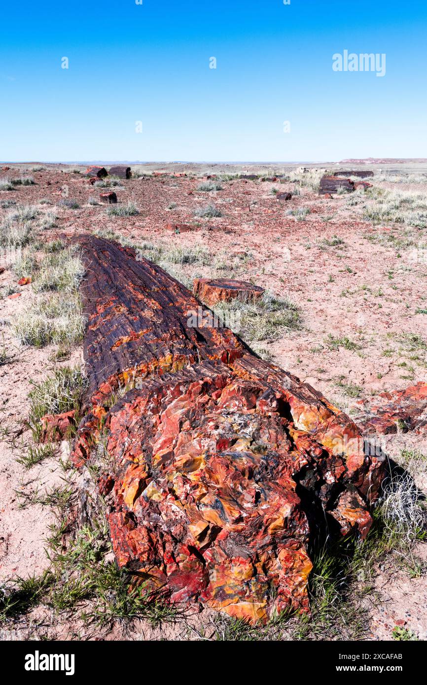 Petrified tree trunk hi-res stock photography and images - Alamy