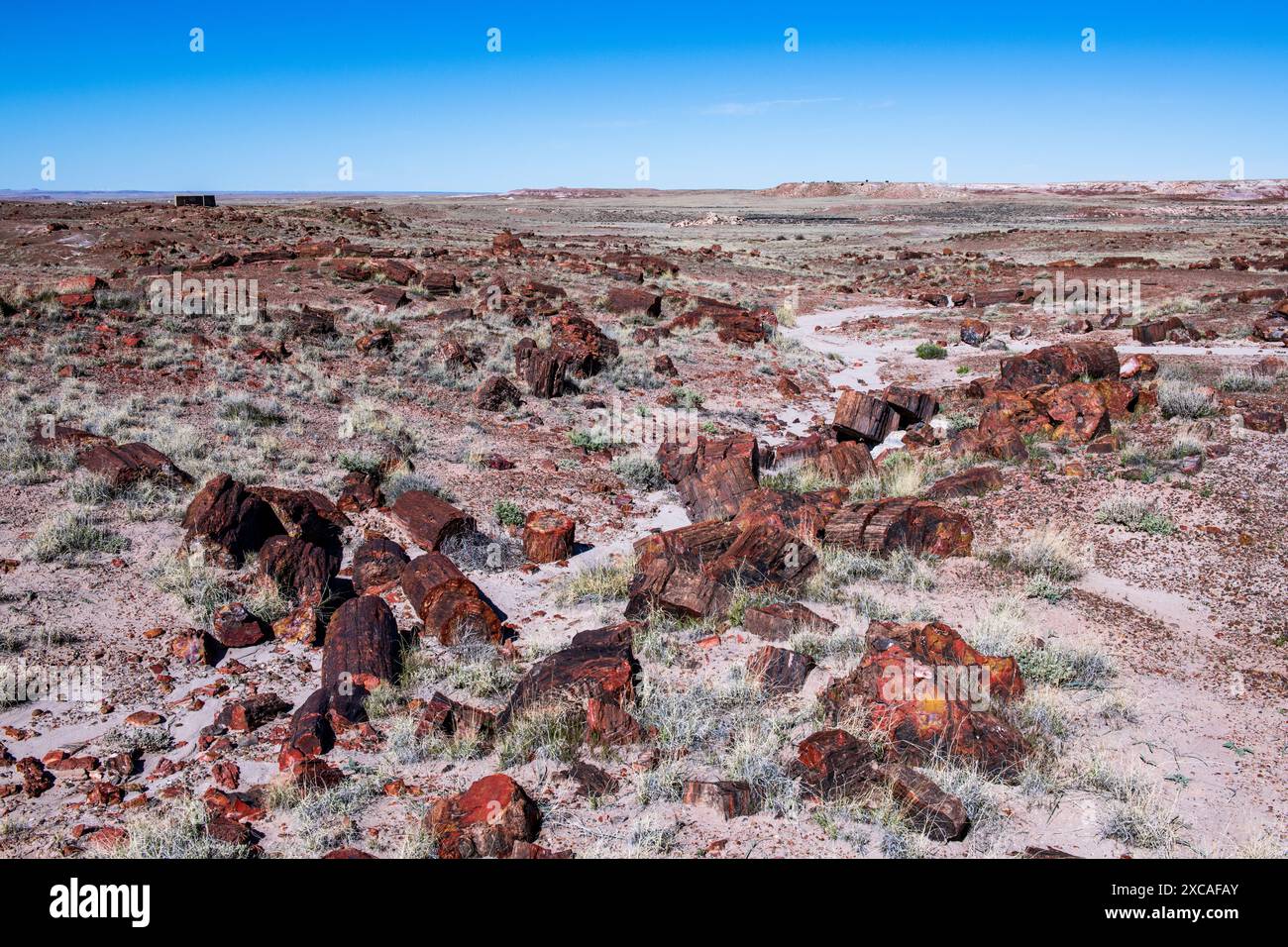 Giant log section in petrified forest national park Stock Photo - Alamy