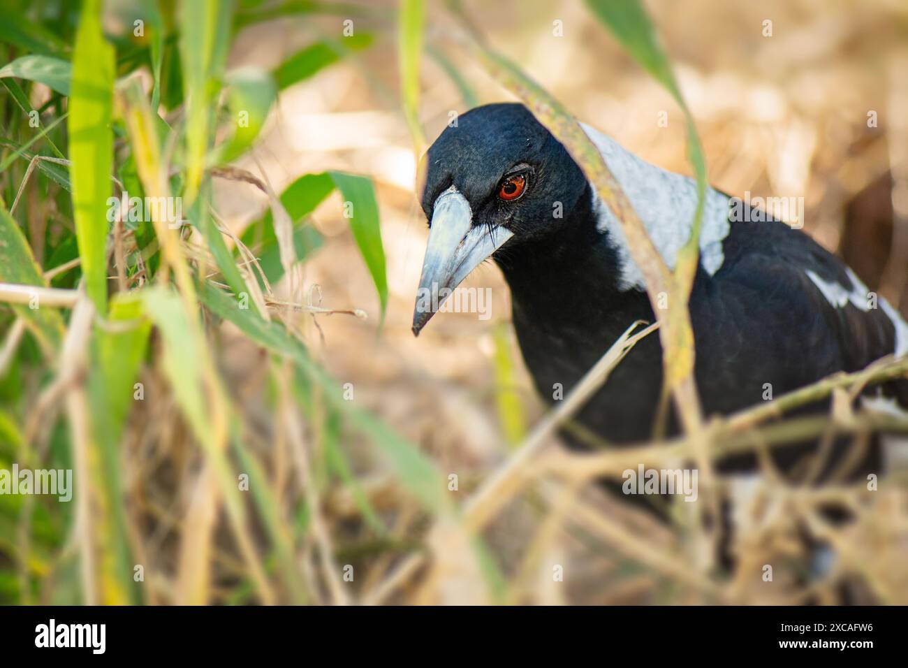 The Australian magpie is a black and white passerine bird native to ...