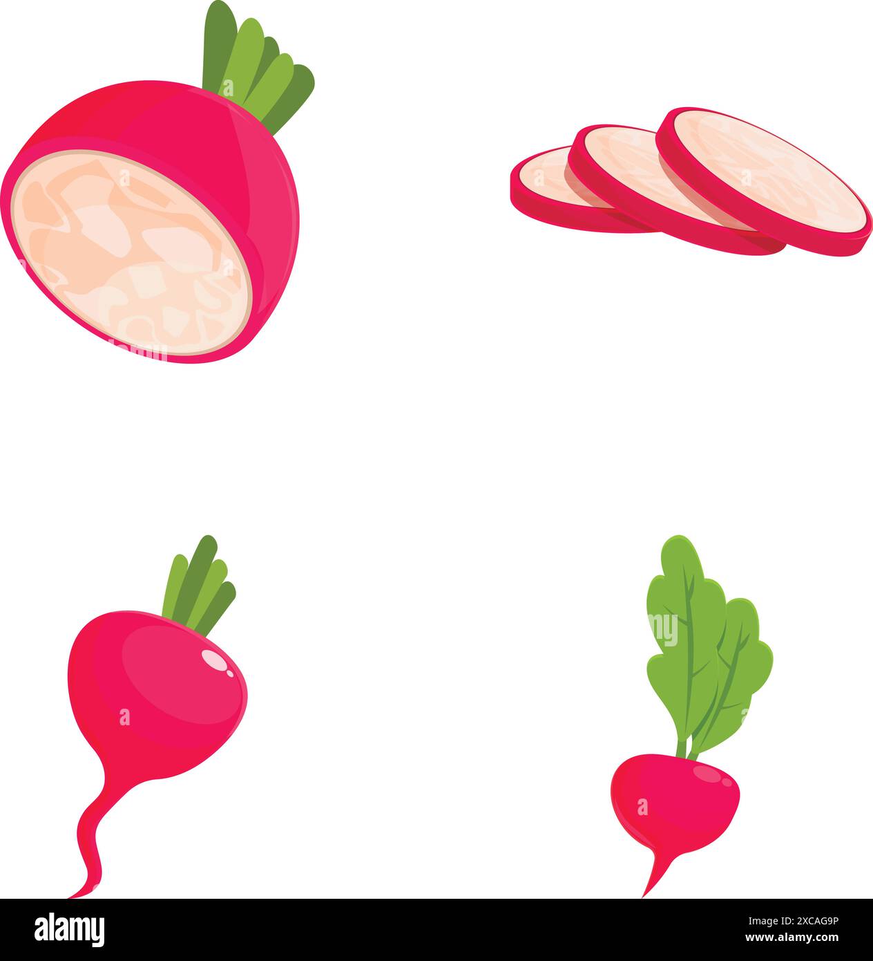 Varieties of fresh radishes in vibrant colors, sliced and whole ...