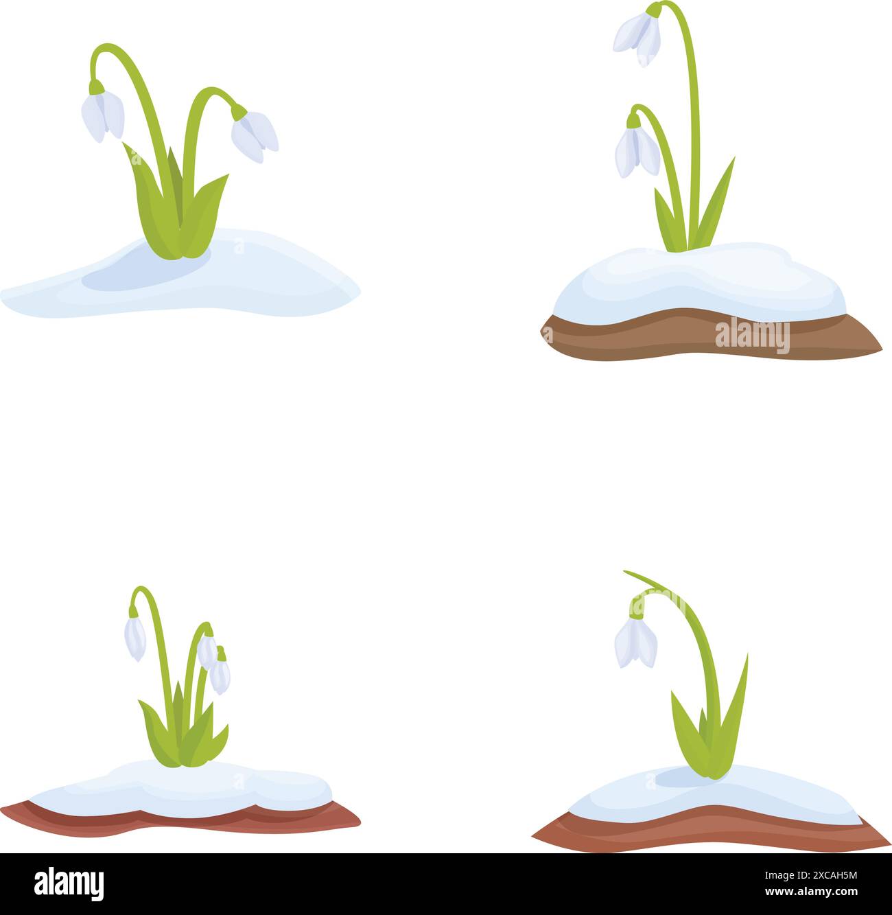 Beautiful four seasons snowdrop illustrations depicting the gentle ...