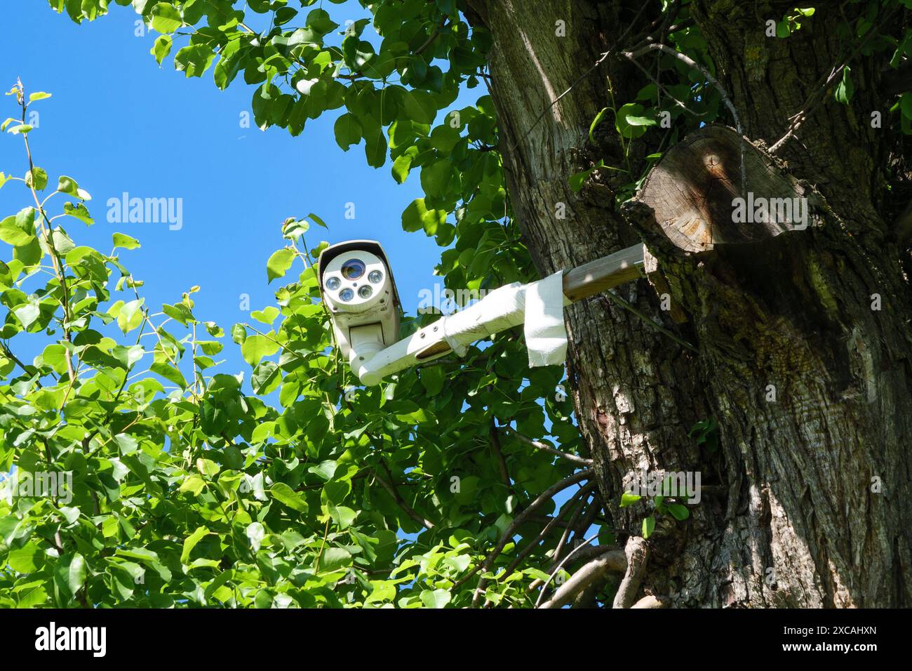 A white security camera is mounted on a tree branch, with the camera ...