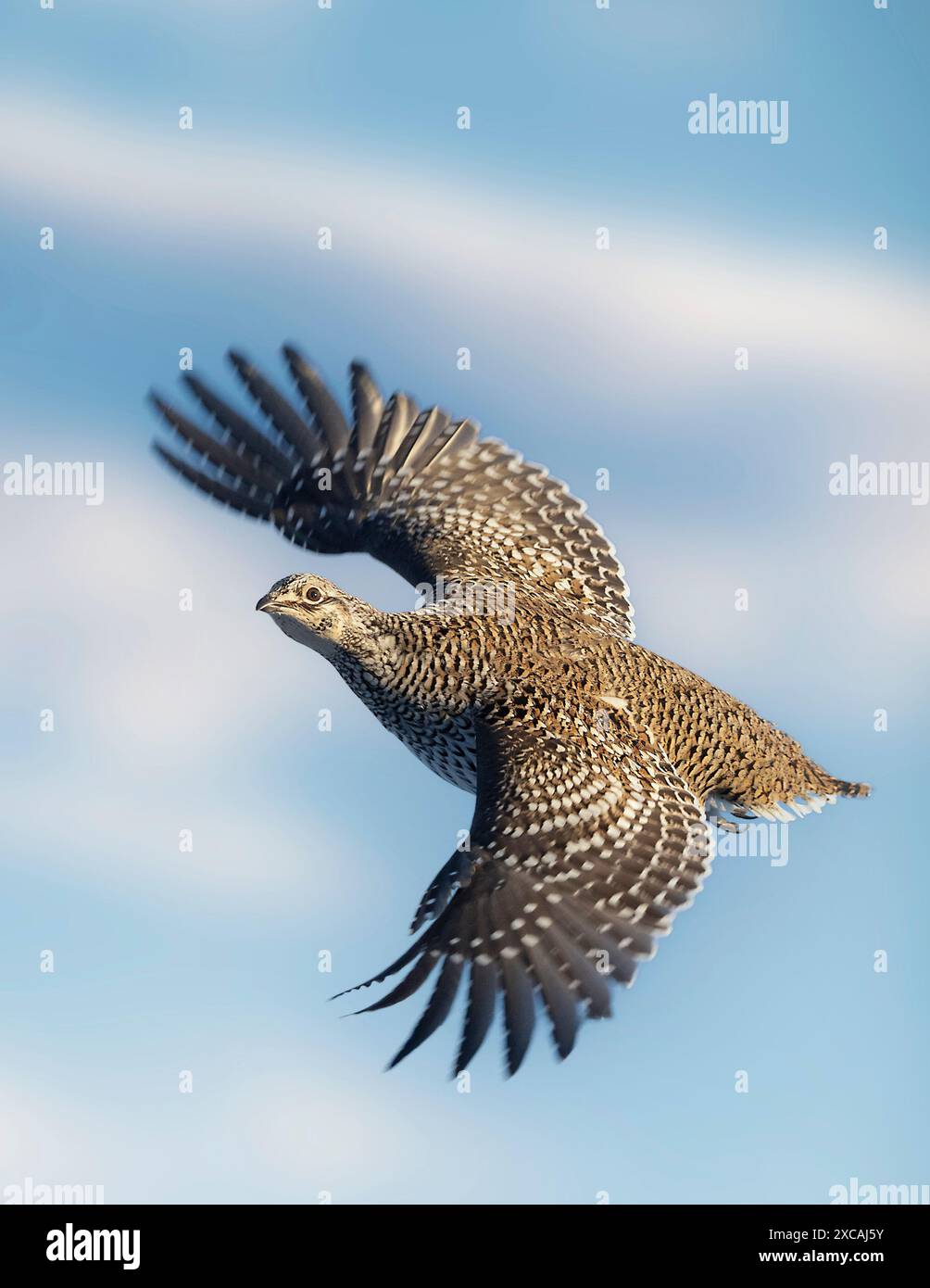 A flying Sharptailed Grouse Stock Photo - Alamy