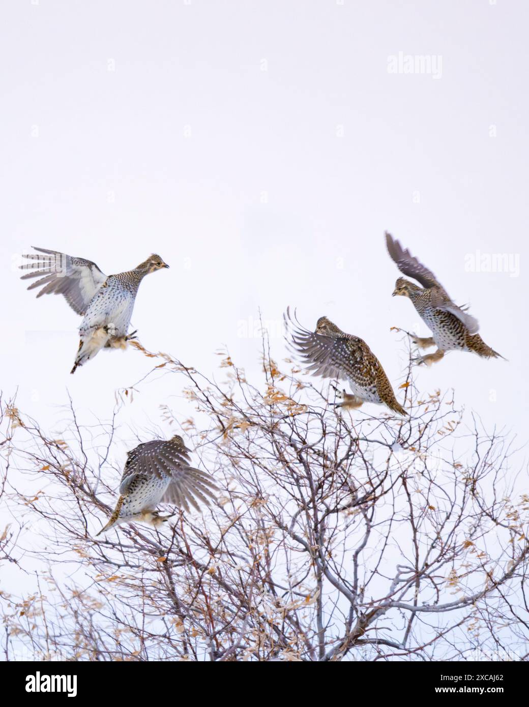 A flying Sharptailed Grouse Stock Photo - Alamy