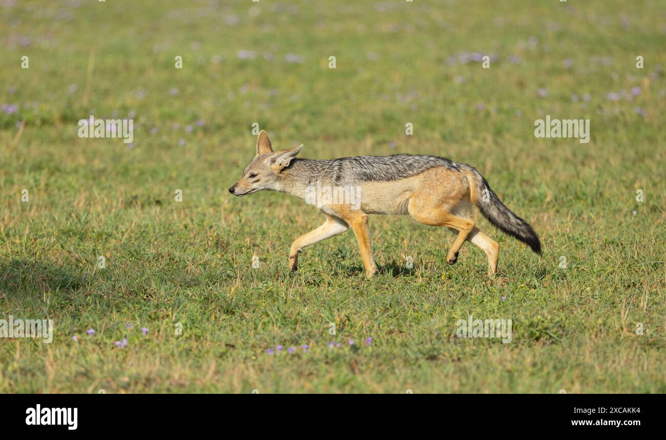 Jackal scavenger in savannah plains hi-res stock photography and images ...