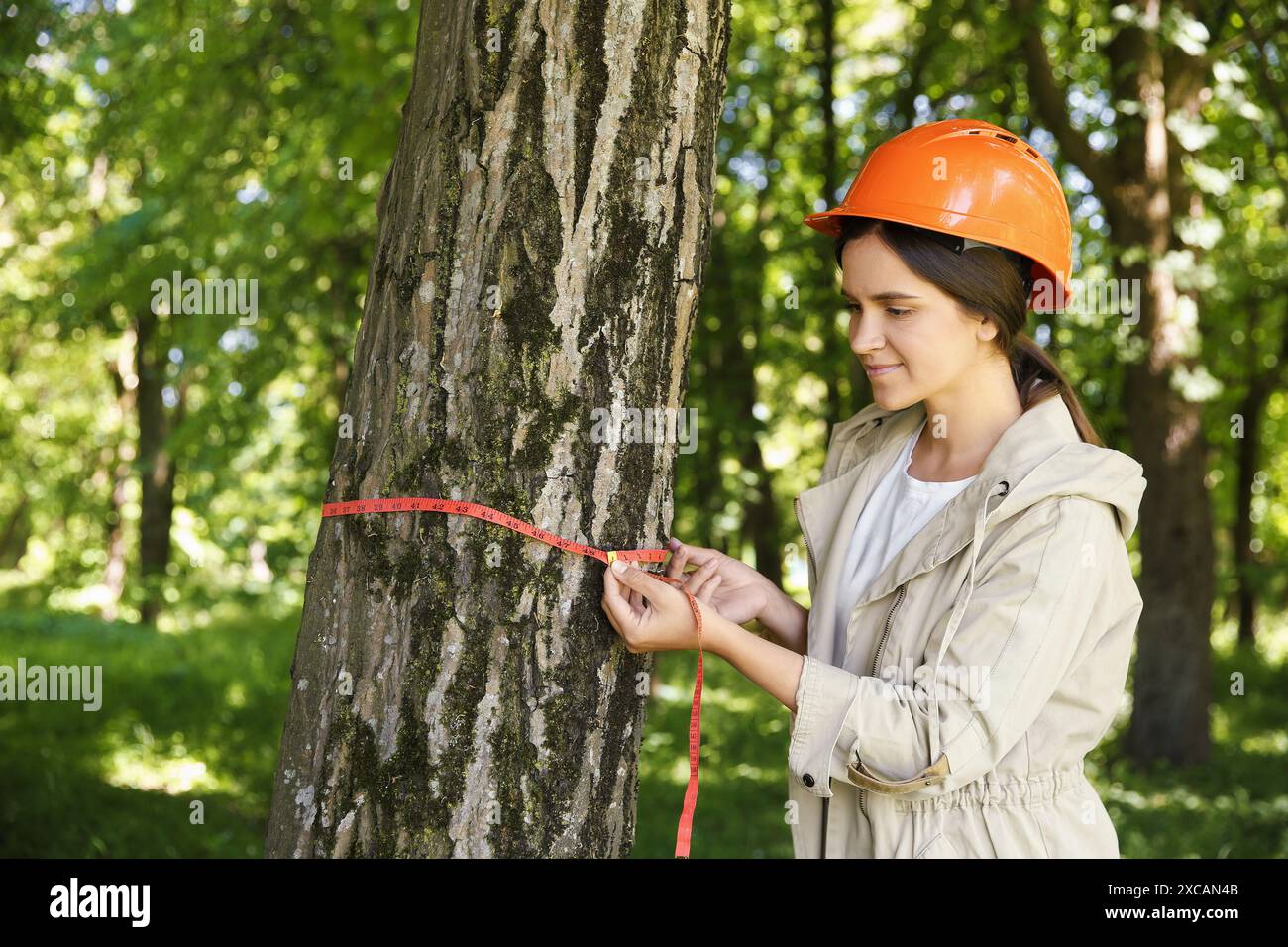 Forester measuring tree trunk with tape in forest Stock Photo - Alamy