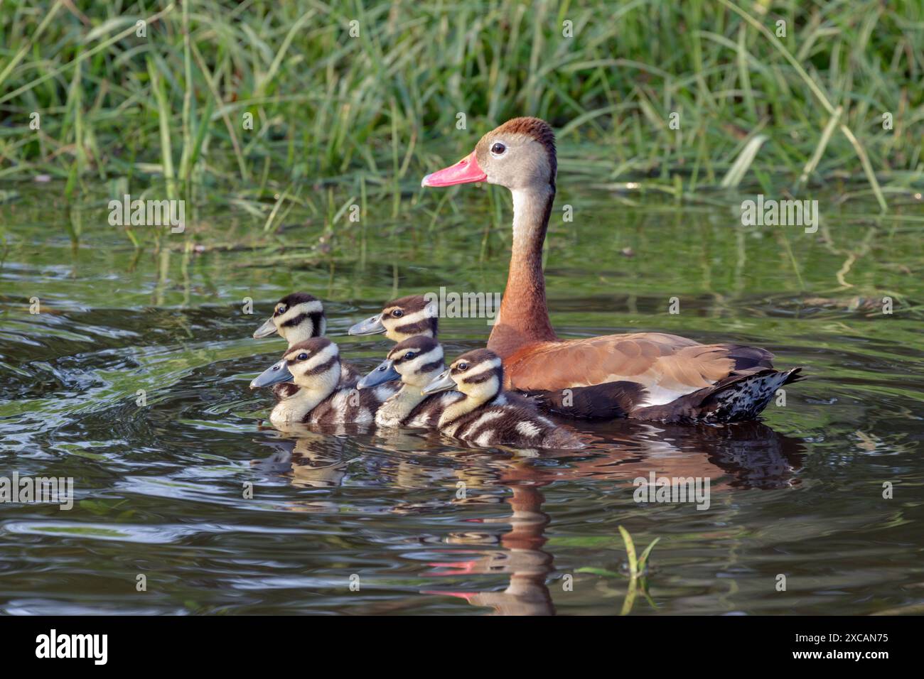 Black-bellied whistling ducks (Dendrocygna autumnalis) female with ...