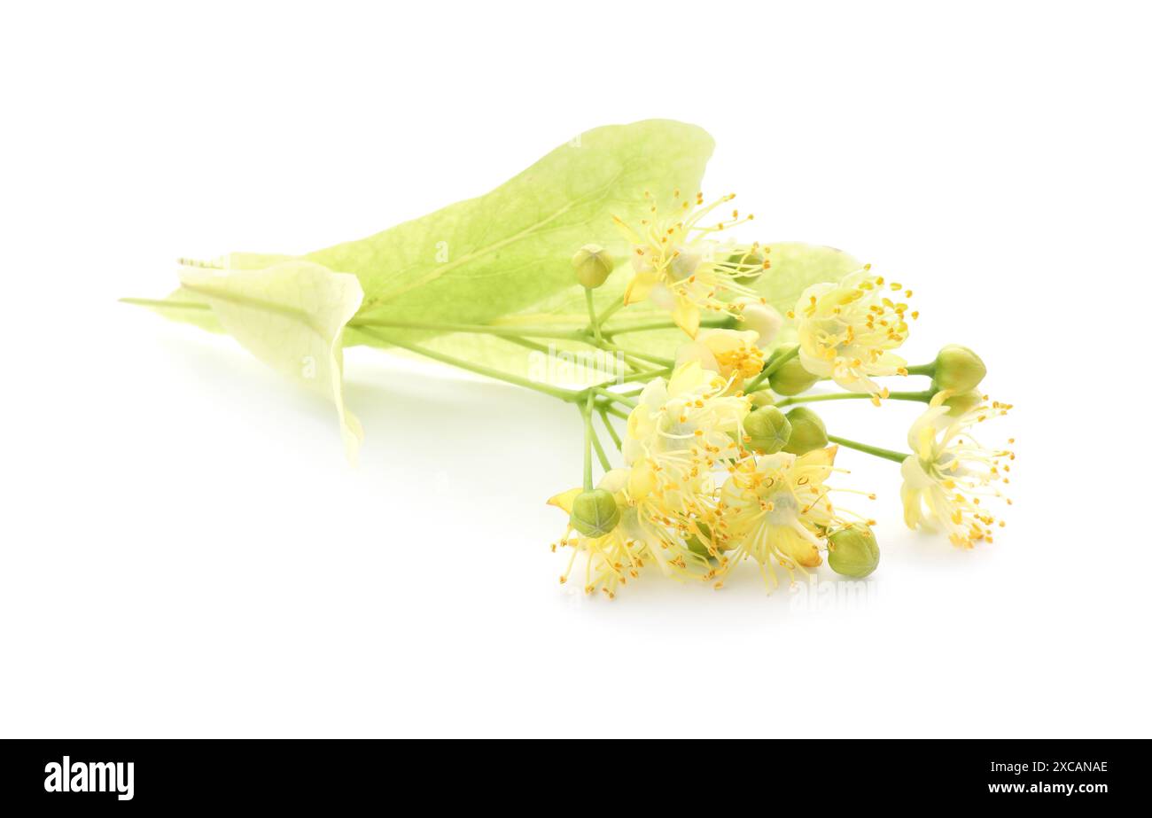 Beautiful linden tree blossom isolated on white Stock Photo - Alamy