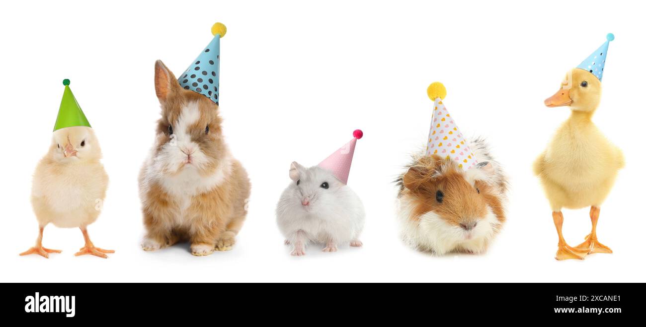 Many different animals with party hats on white background Stock Photo ...